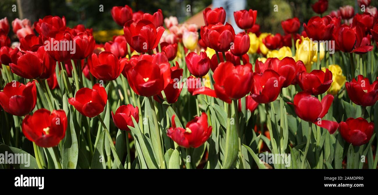 Colorful tulip flowers blooming at public park in Saigon (Ho Chi Minh ...