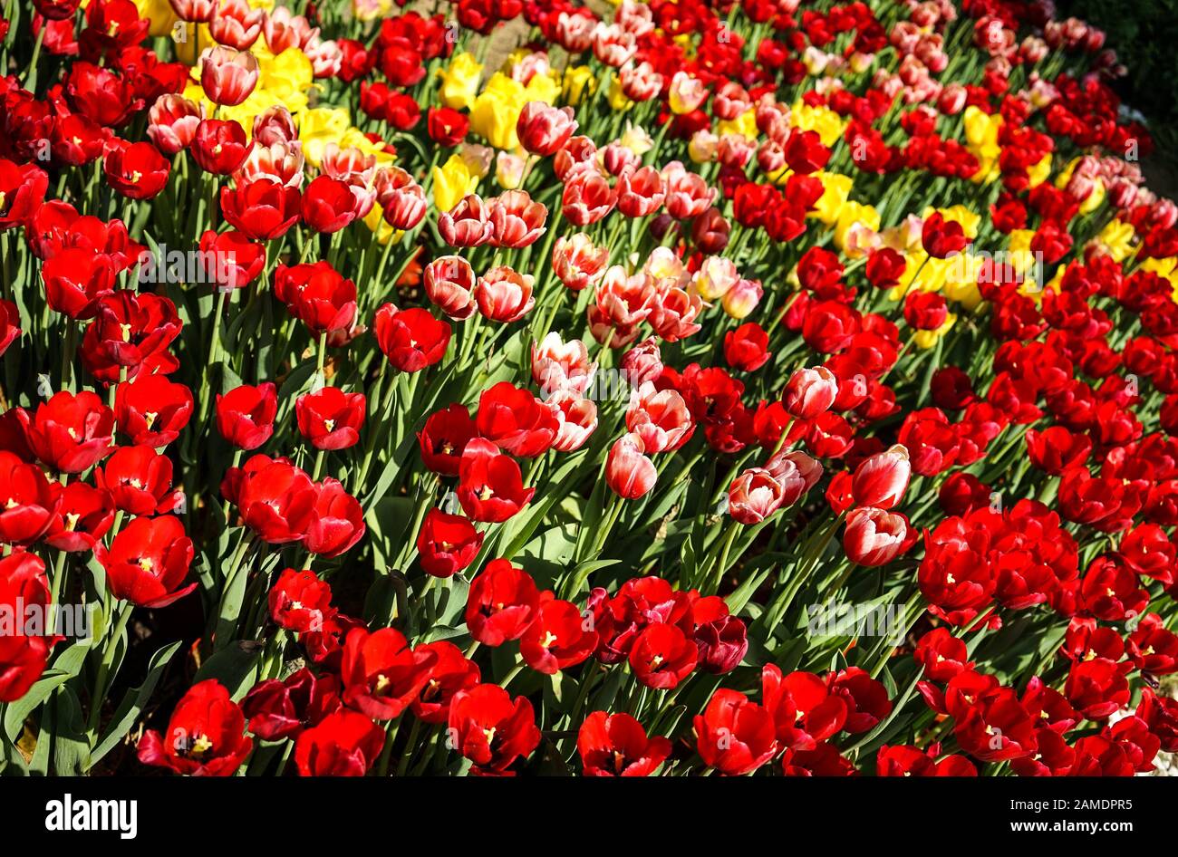Colorful tulip flowers blooming at public park in Saigon (Ho Chi Minh ...
