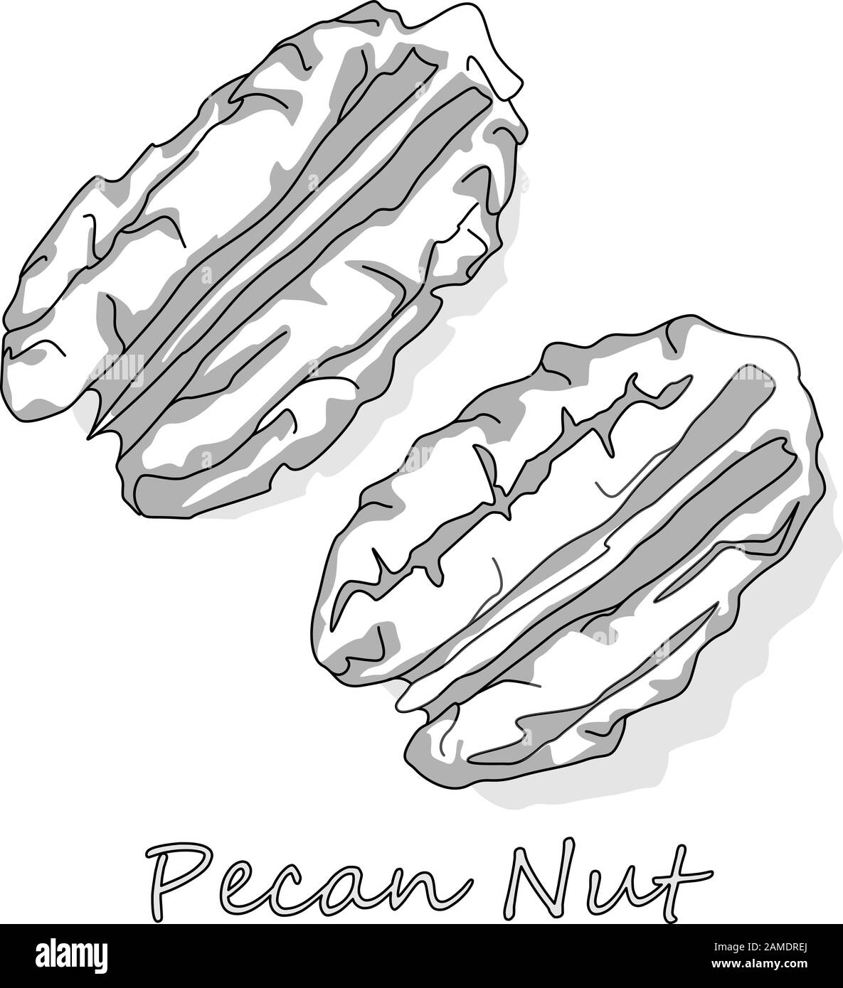 Pecan Vector