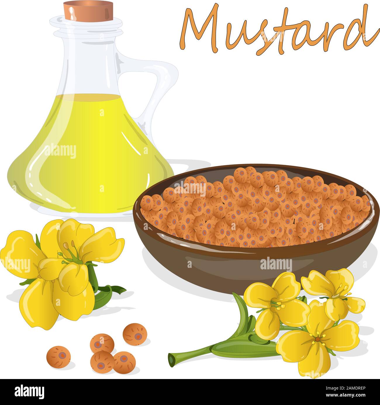 Collection of mustard vector illustrations: mustard seeds, flower ...