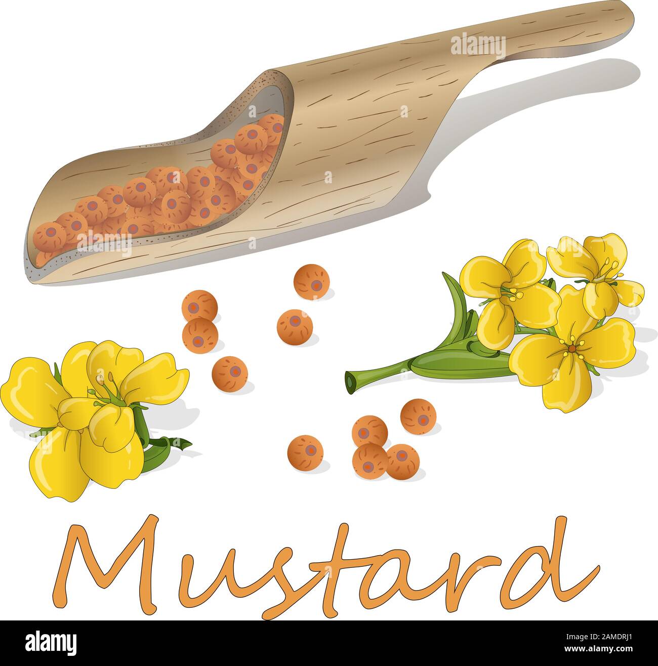 Collection of mustard vector illustrations: mustard seeds, flower ...
