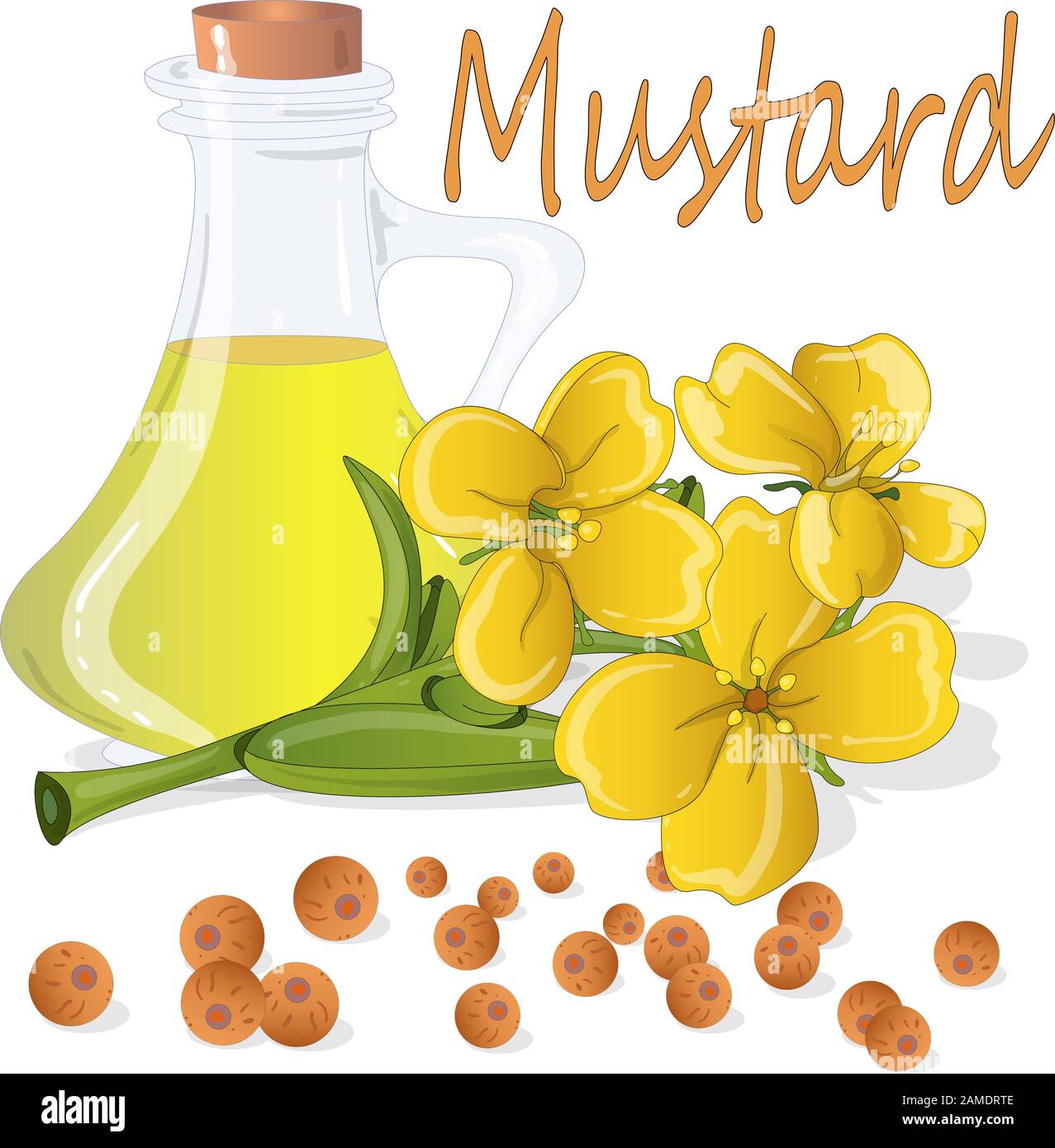 Collection of mustard vector illustrations: mustard seeds, flower ...