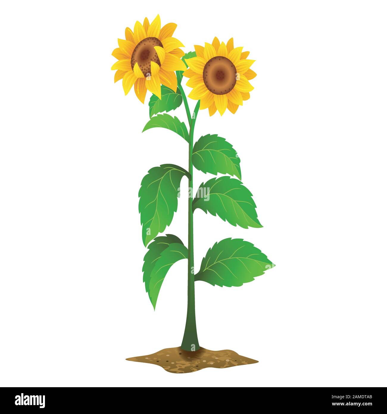 Sunflower single seed Stock Vector Images - Alamy