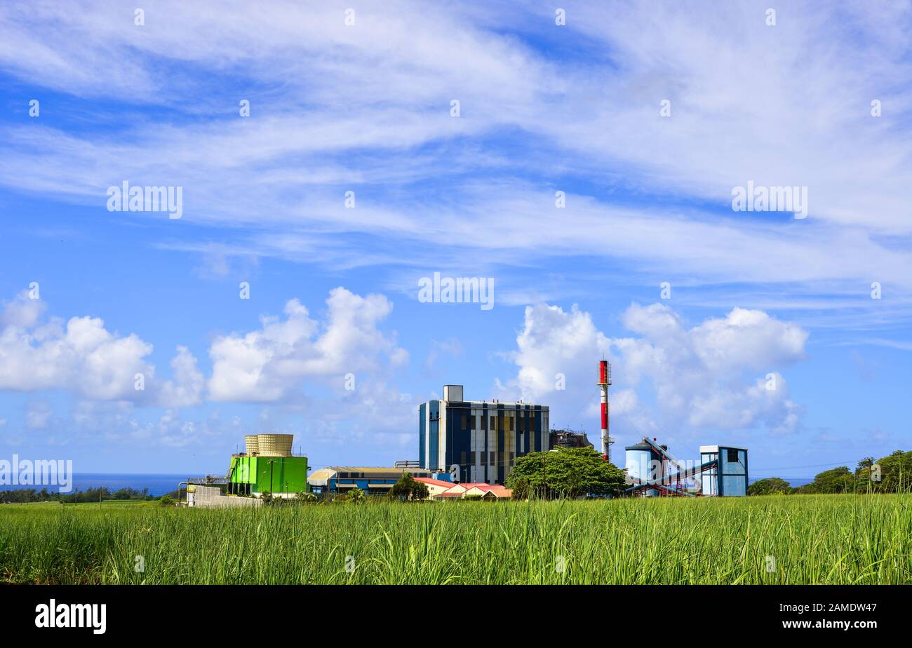 Sugar cane growing in a field with the refinery in the background on ...