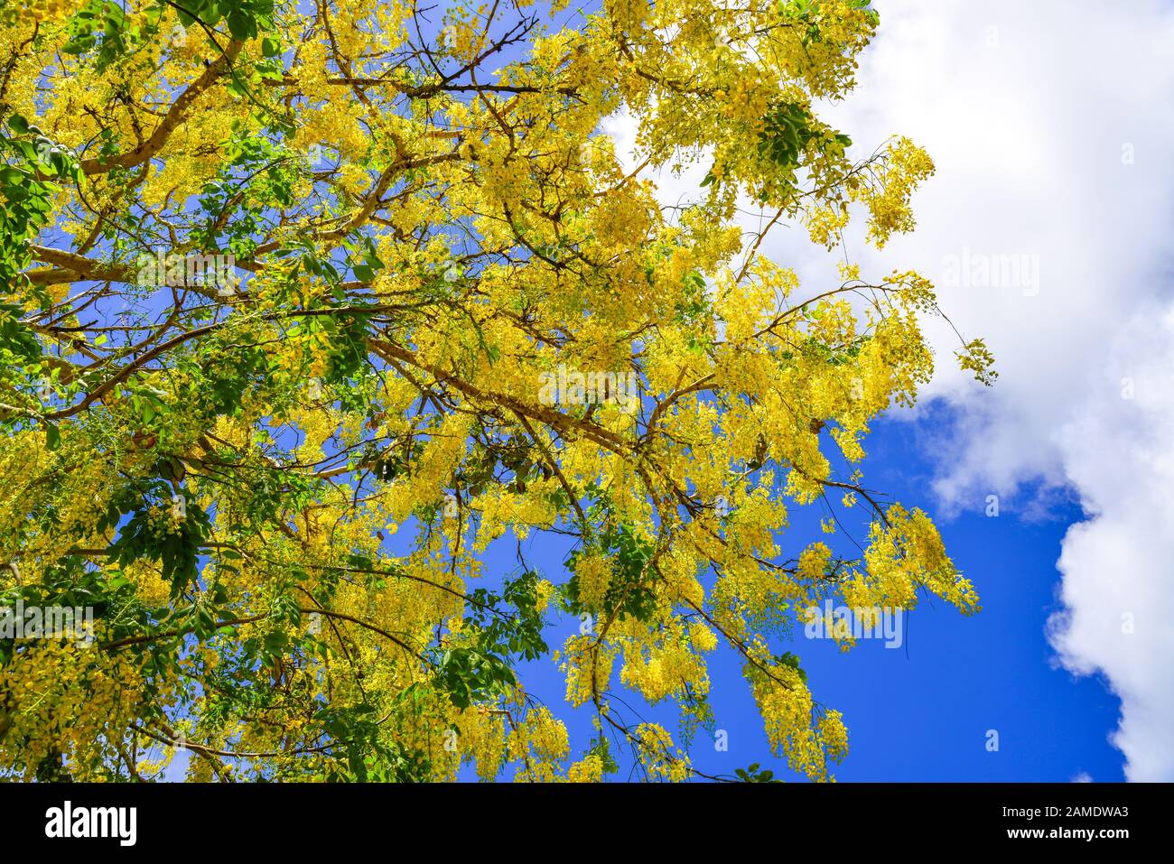 Yellow flower of Golden shower (Cassia fistula) under blue sky in Mauritius Stock Photo - Alamy