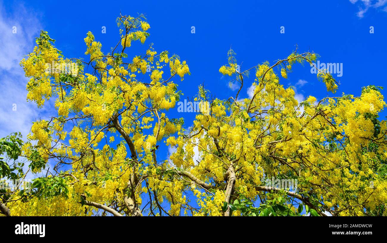 Yellow flower of Golden shower (Cassia fistula) under blue sky in Mauritius Stock Photo - Alamy