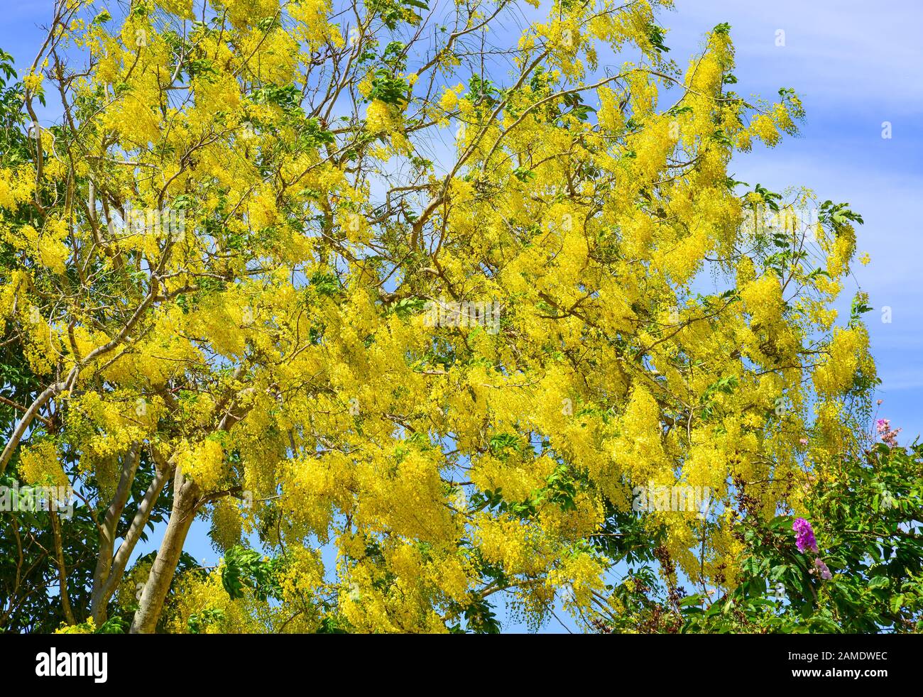 Yellow flower of Golden shower (Cassia fistula) under blue sky in Mauritius Stock Photo - Alamy
