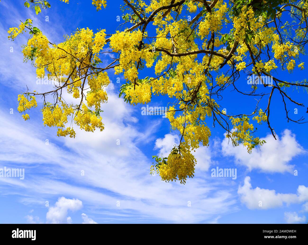 Yellow flower of Golden shower (Cassia fistula) under blue sky in Mauritius Stock Photo - Alamy