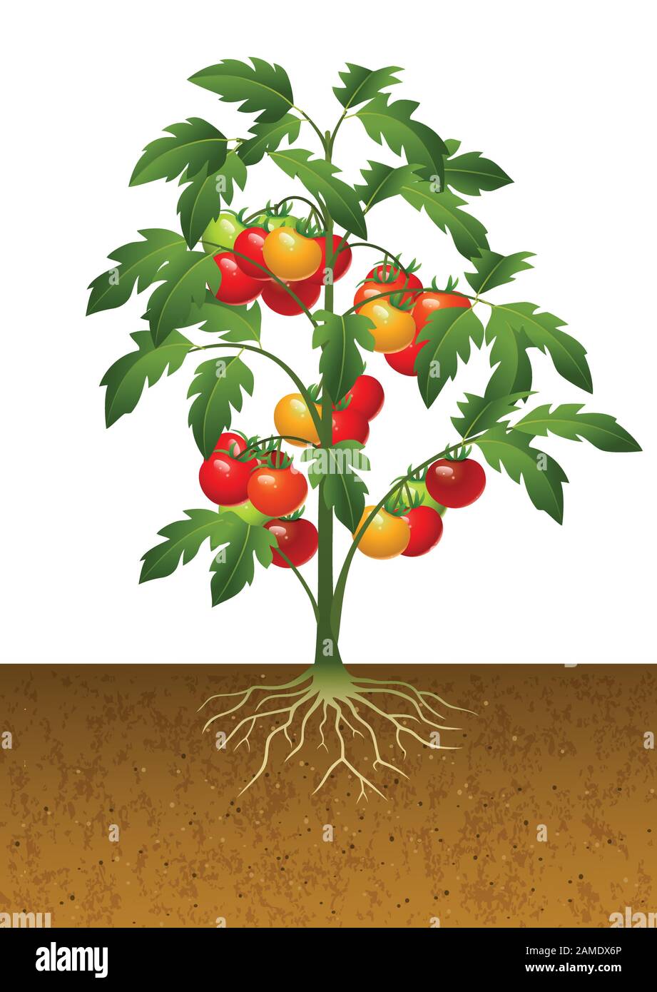 Tomato Leaf Illustration