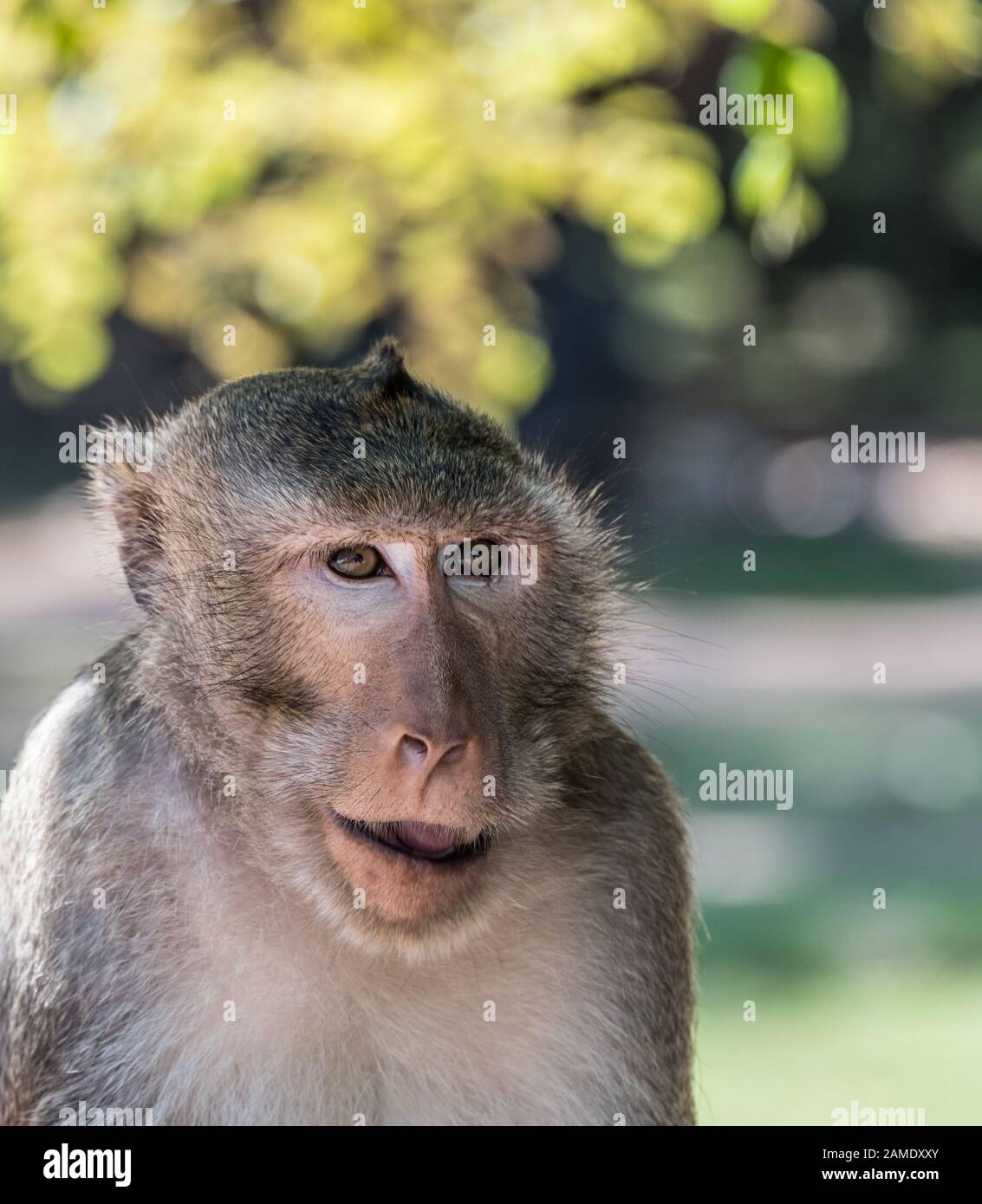 Monkey in Angkor Wat, Cambodia. Detailed close-up shot Stock Photo - Alamy