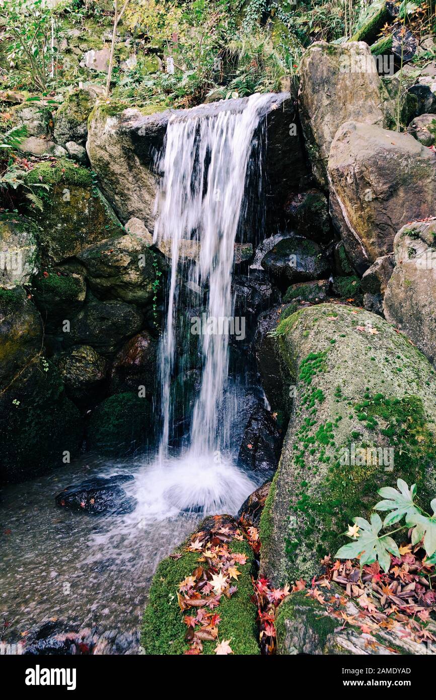 A small waterfall in a creek in a Japanese forest and nature preserve ...