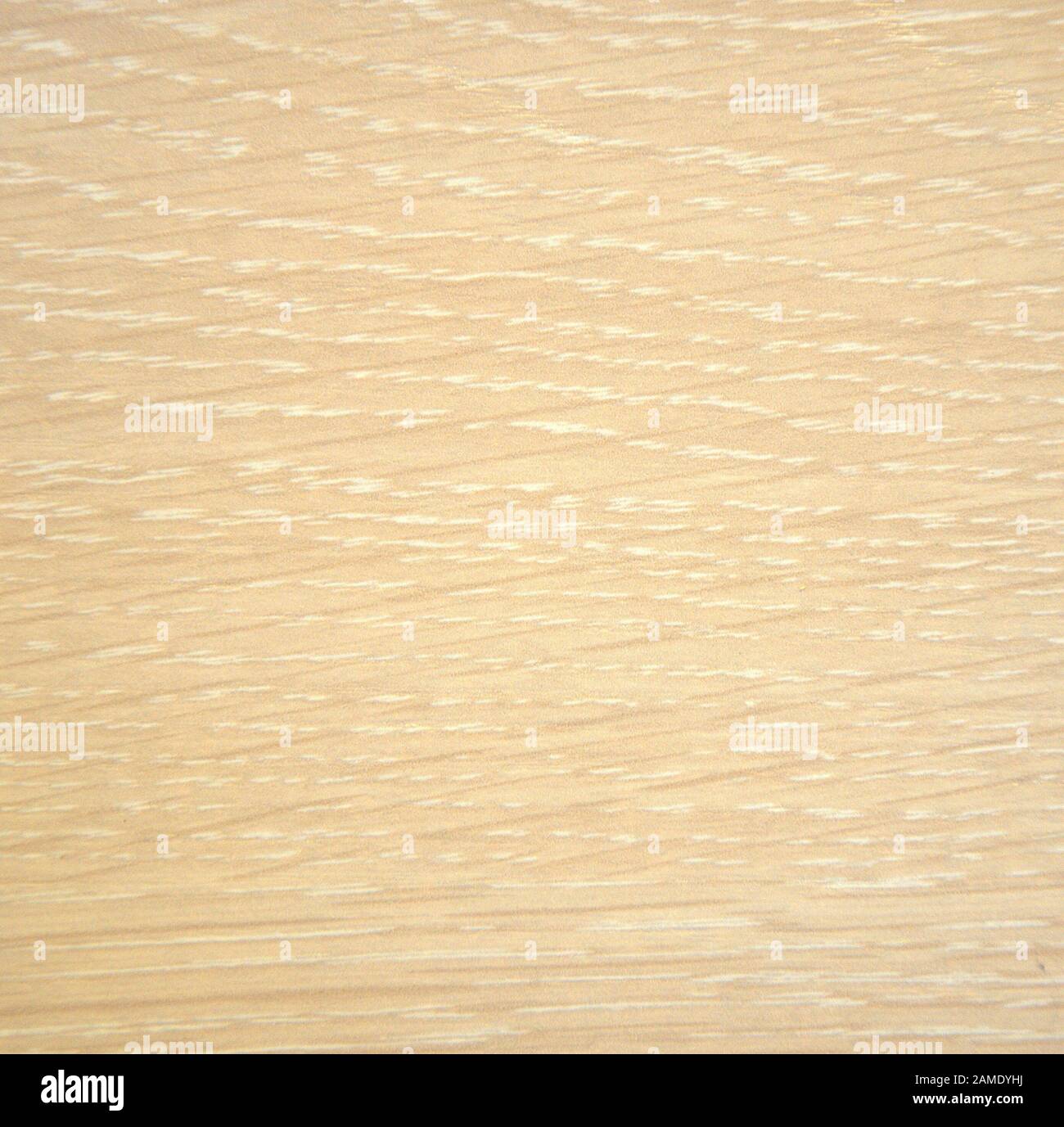 Light alder natural wood texture close-up on a cut. Background Stock ...