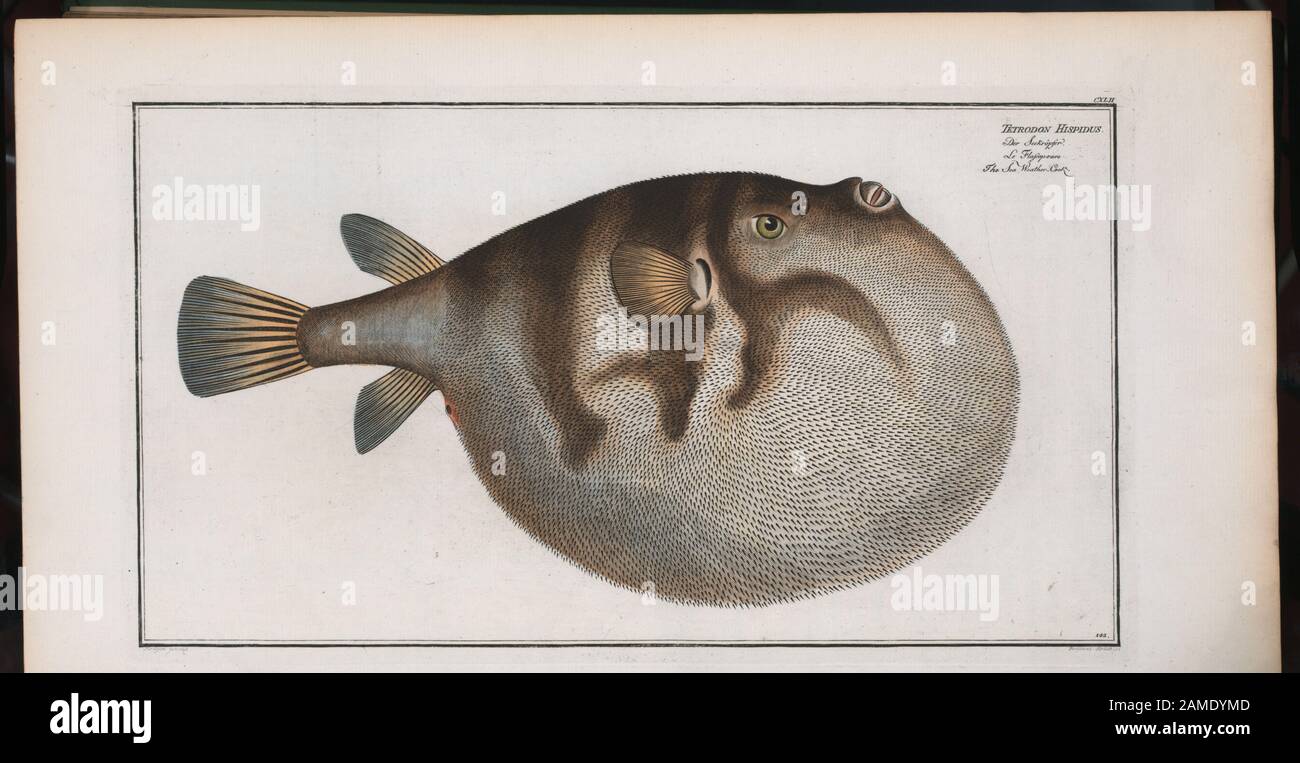 Tetrodon Hispidus, The Sea Weather-Cock Gross, 1994, #120; Tetrodon ...