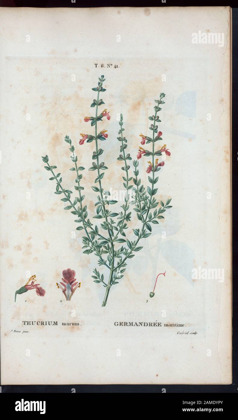 Teucrium marum hi-res stock photography and images - Alamy