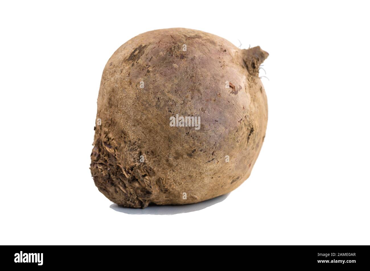 Round White Root Vegetable