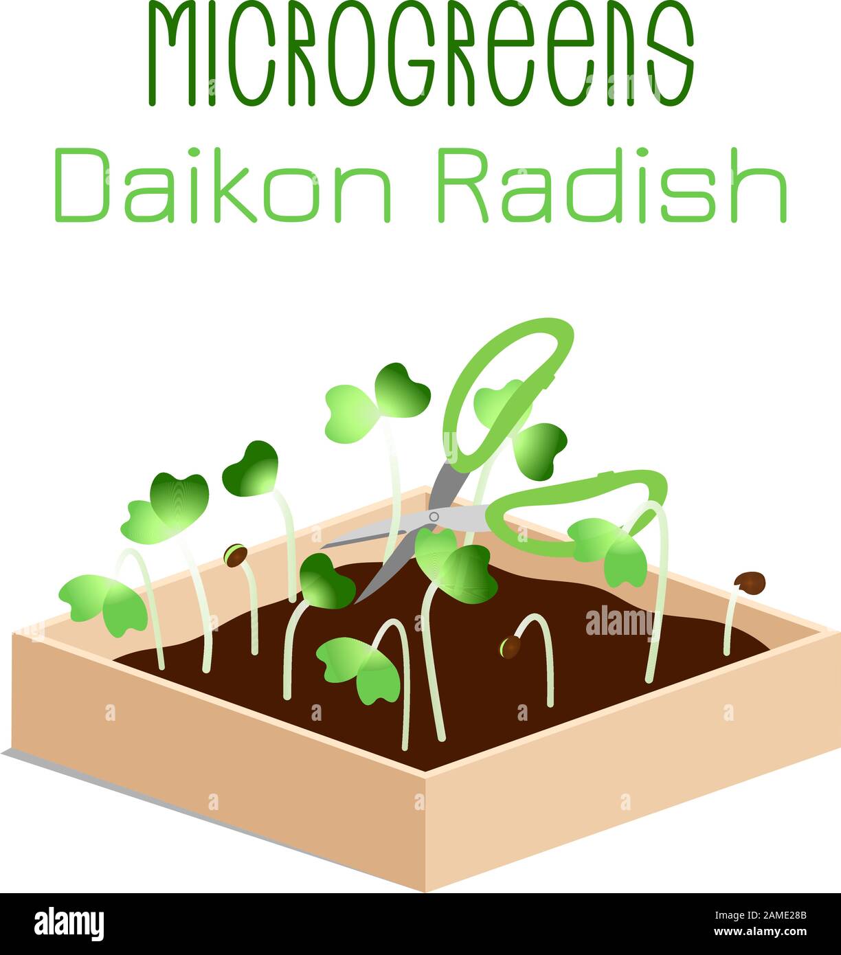 Microgreens Daikon Radish. Grow microgreen in a box with soil. Cutting ...