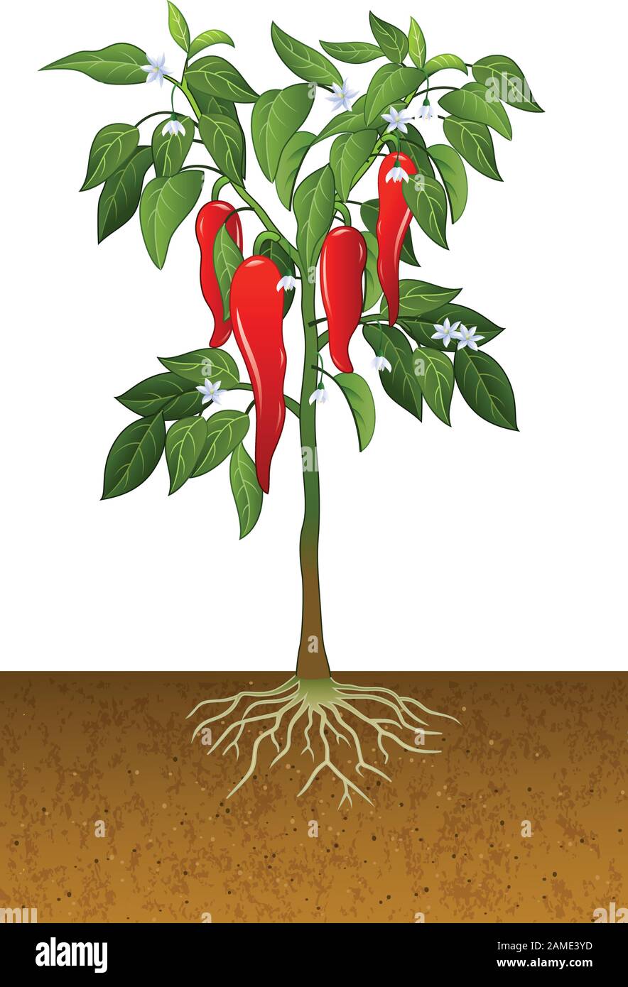 Cayenne chili pepper capsicum Stock Vector Images - Alamy