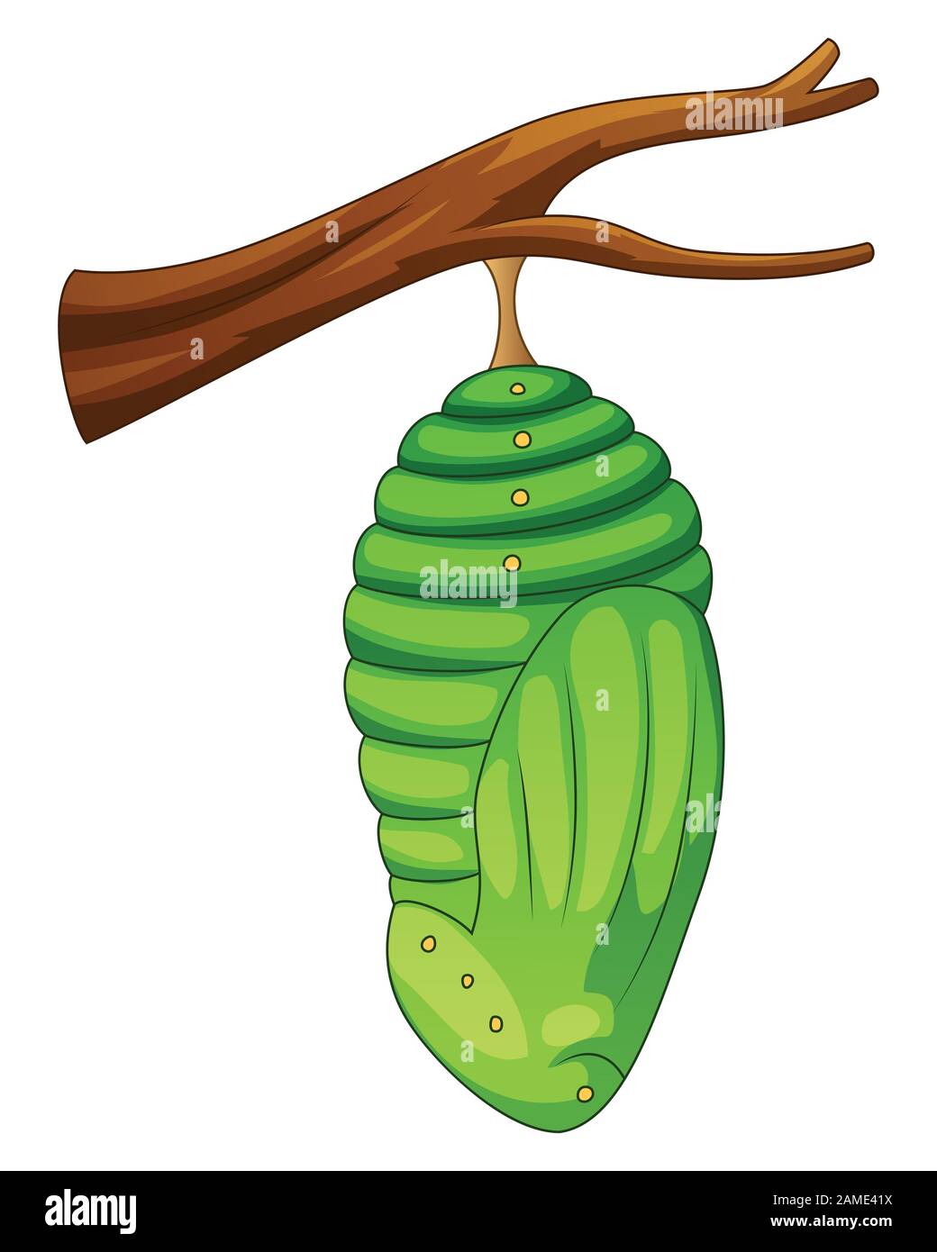 Butterfly pupae Cut Out Stock Images & Pictures - Alamy