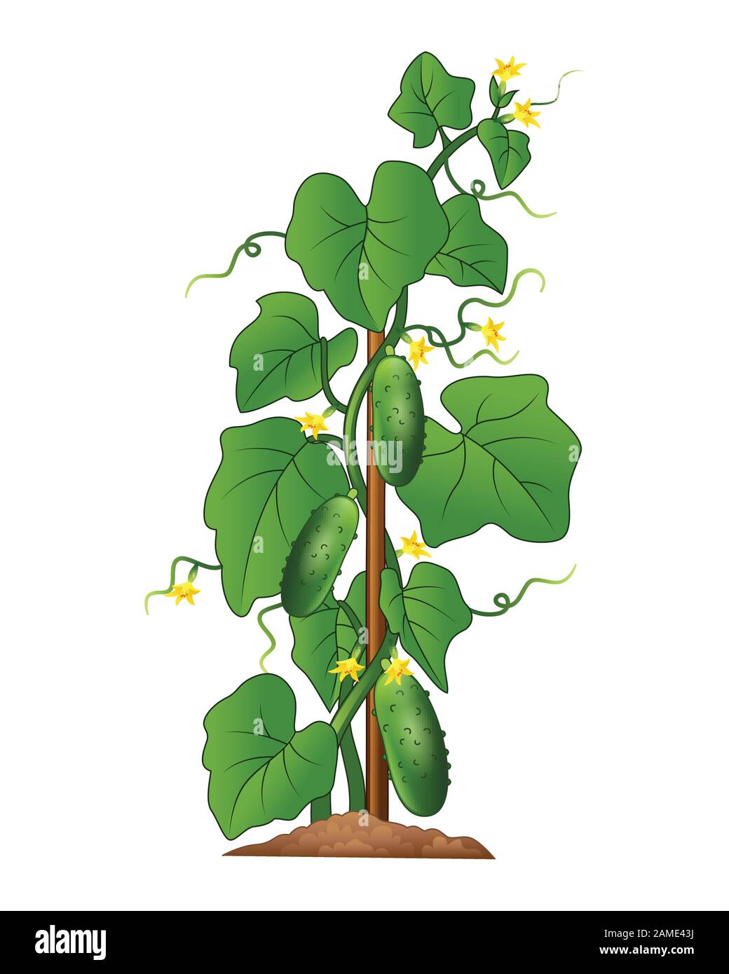 Cucumber plant isolated on white background Stock Vector Image & Art ...