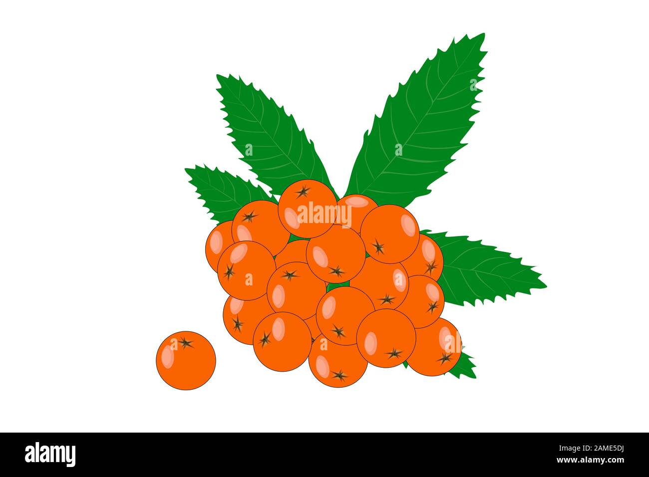 Rowan bunch Stock Vector Images - Alamy