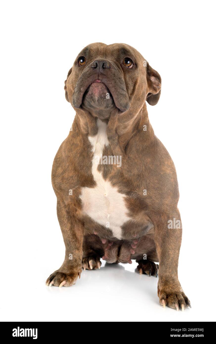 american bully in front of white background Stock Photo - Alamy