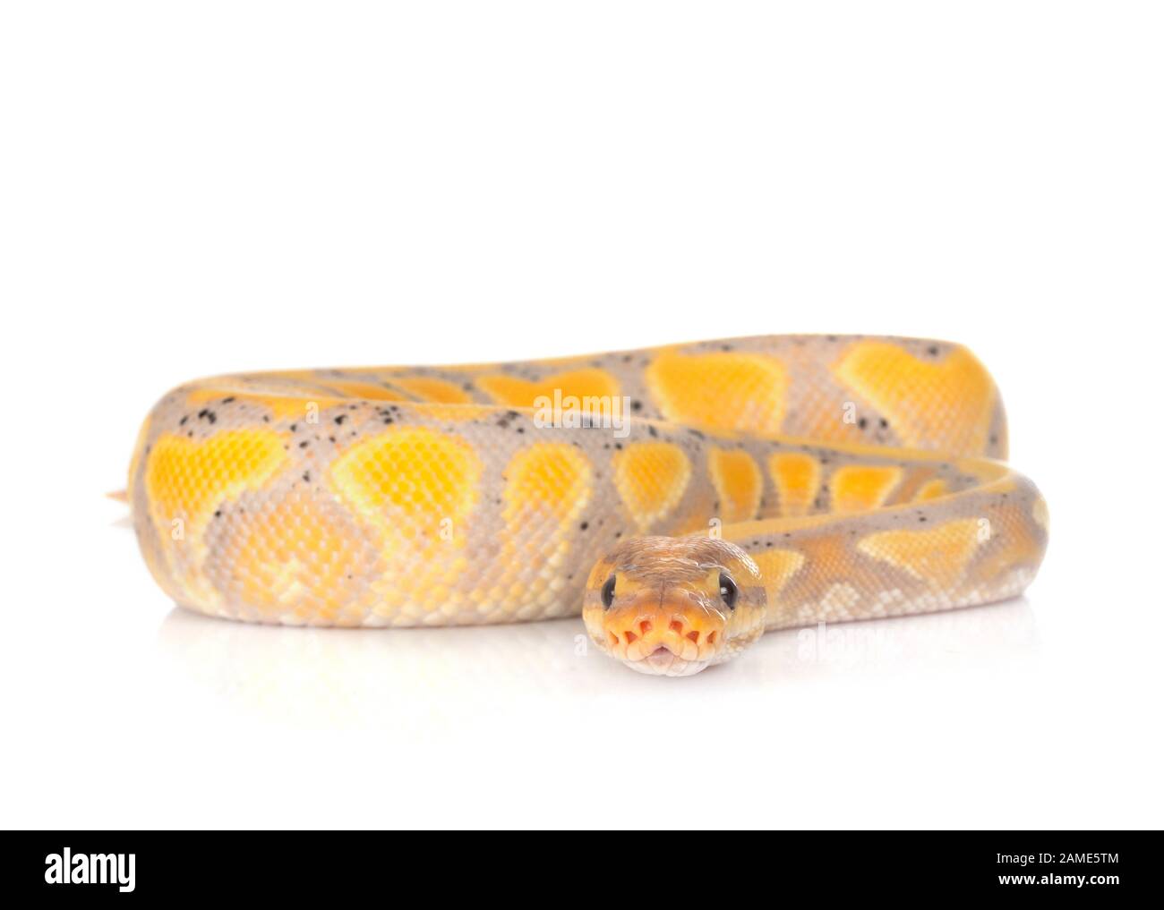 ball python in front of white background Stock Photo - Alamy