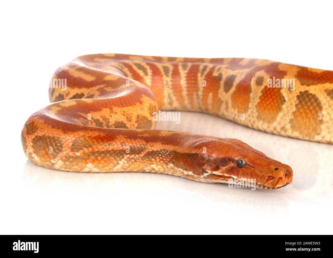 Python brongersmai in front of white background Stock Photo - Alamy