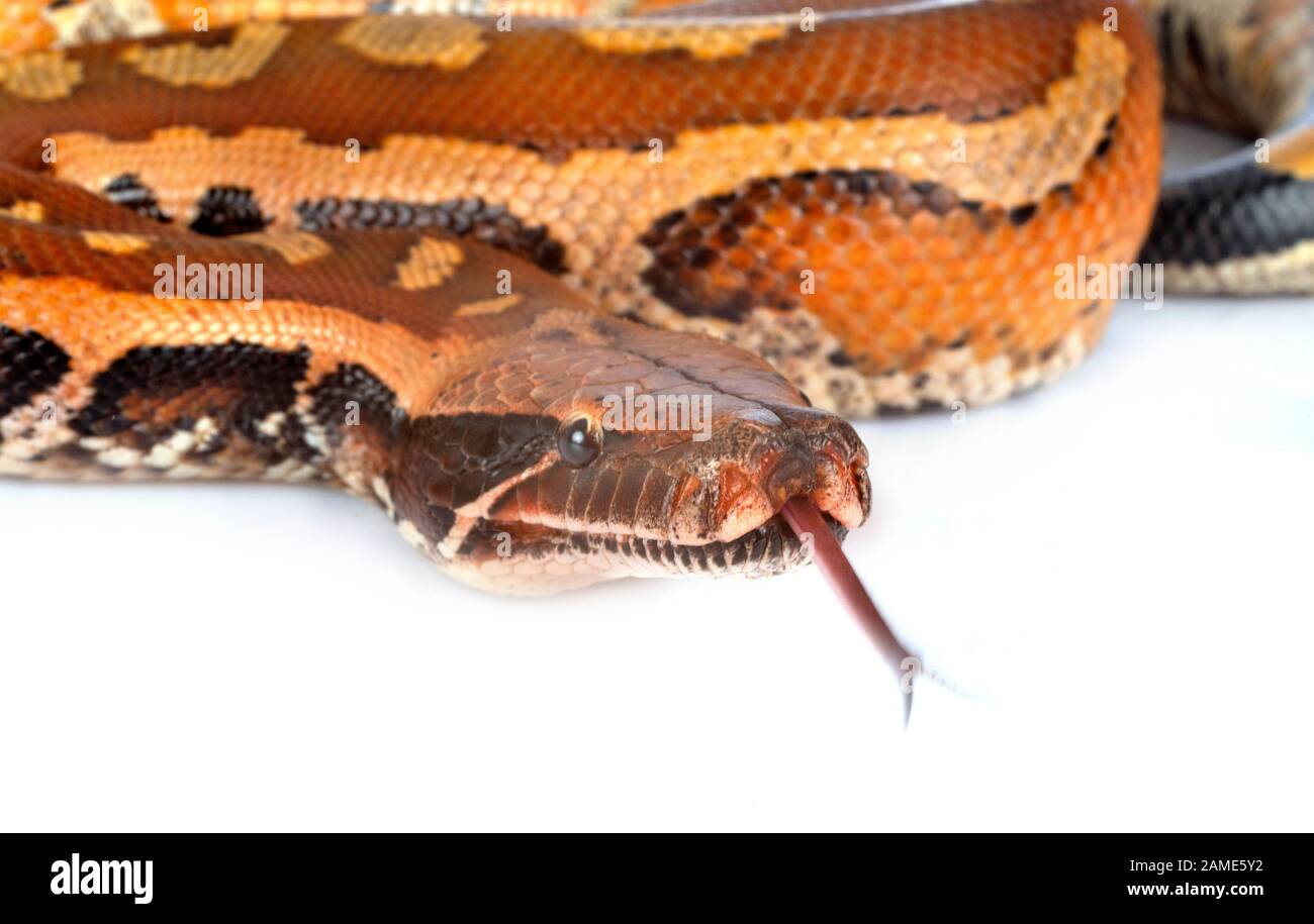Python brongersmai in front of white background Stock Photo - Alamy