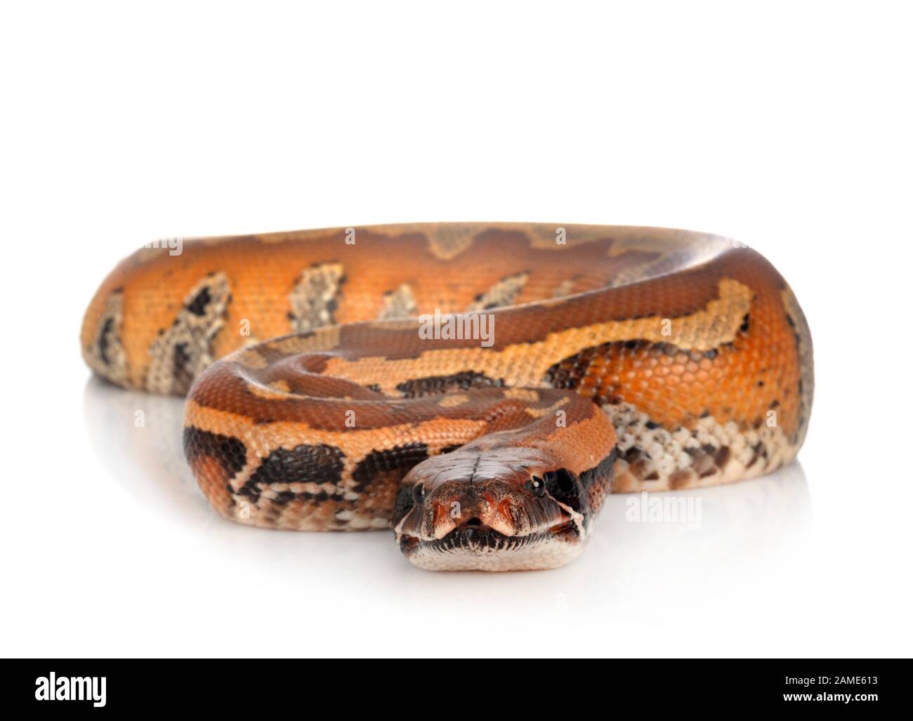 Short tailed python hi-res stock photography and images - Alamy