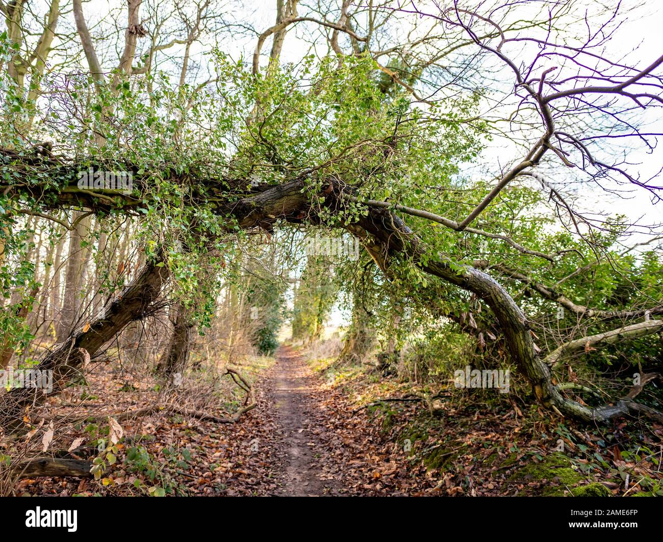 Walking over a fallen tree trunk hi-res stock photography and images ...