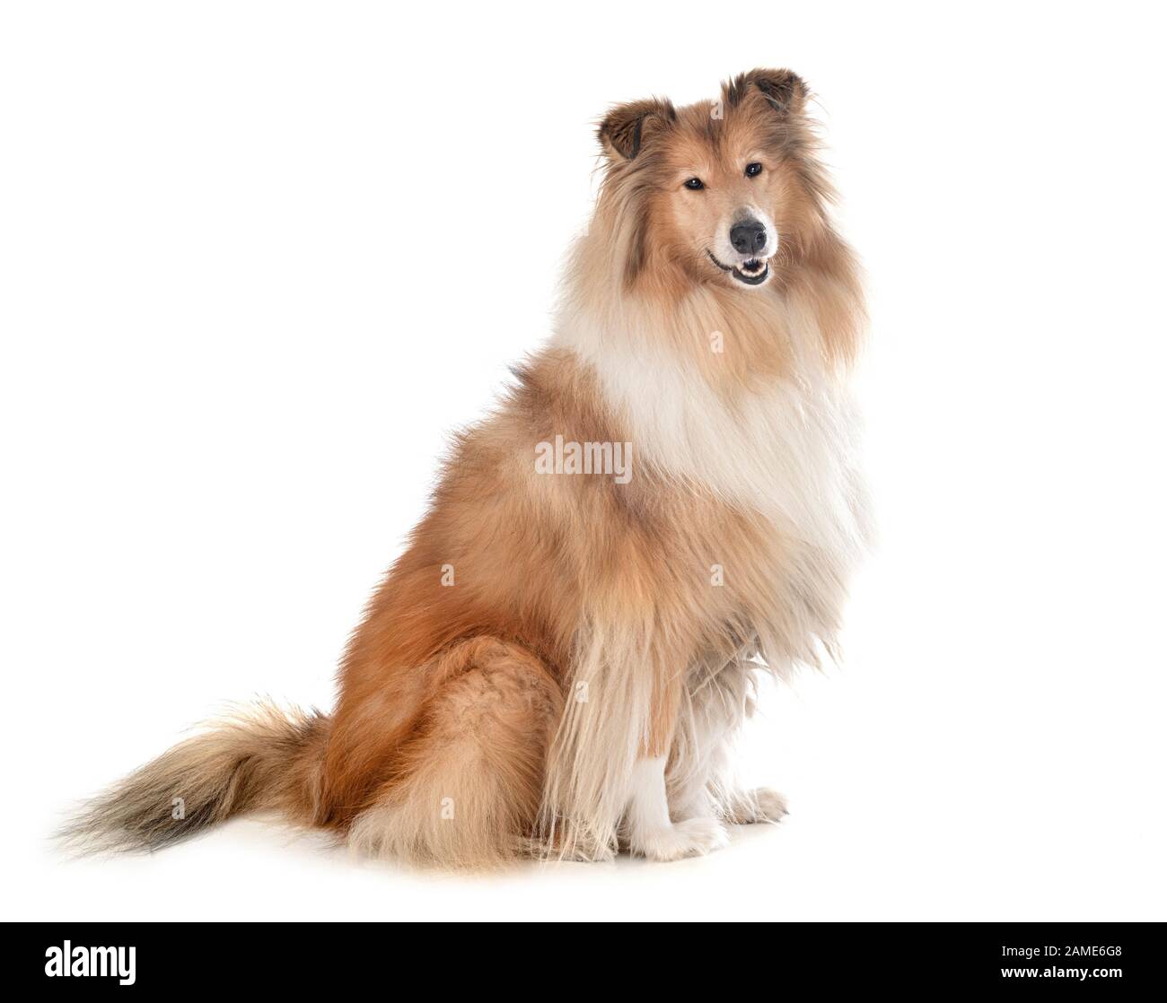 Rough Collie in front of white background Stock Photo - Alamy