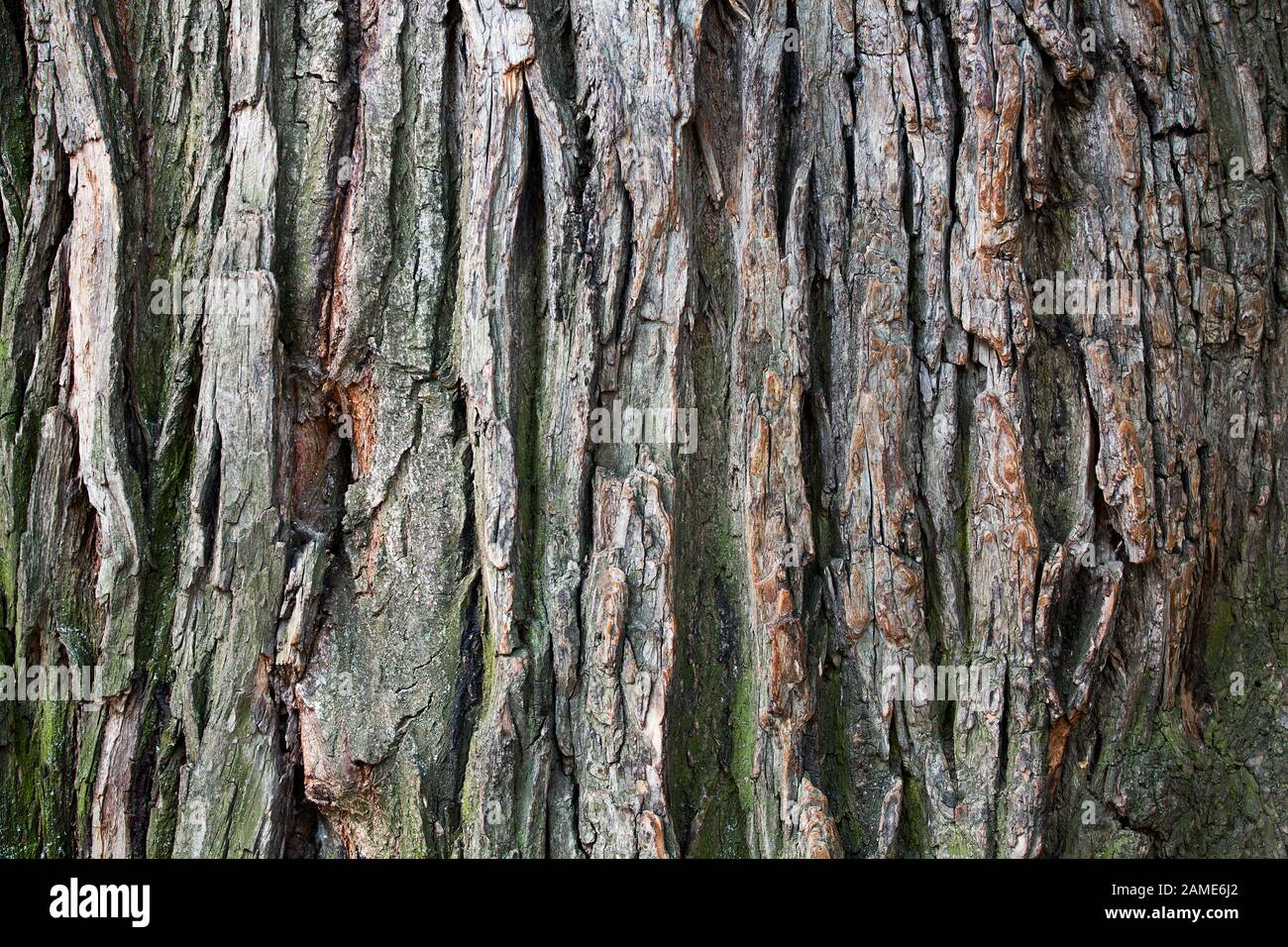 Tree bark texture close up, oak trunk macro, oaken crust surface ...