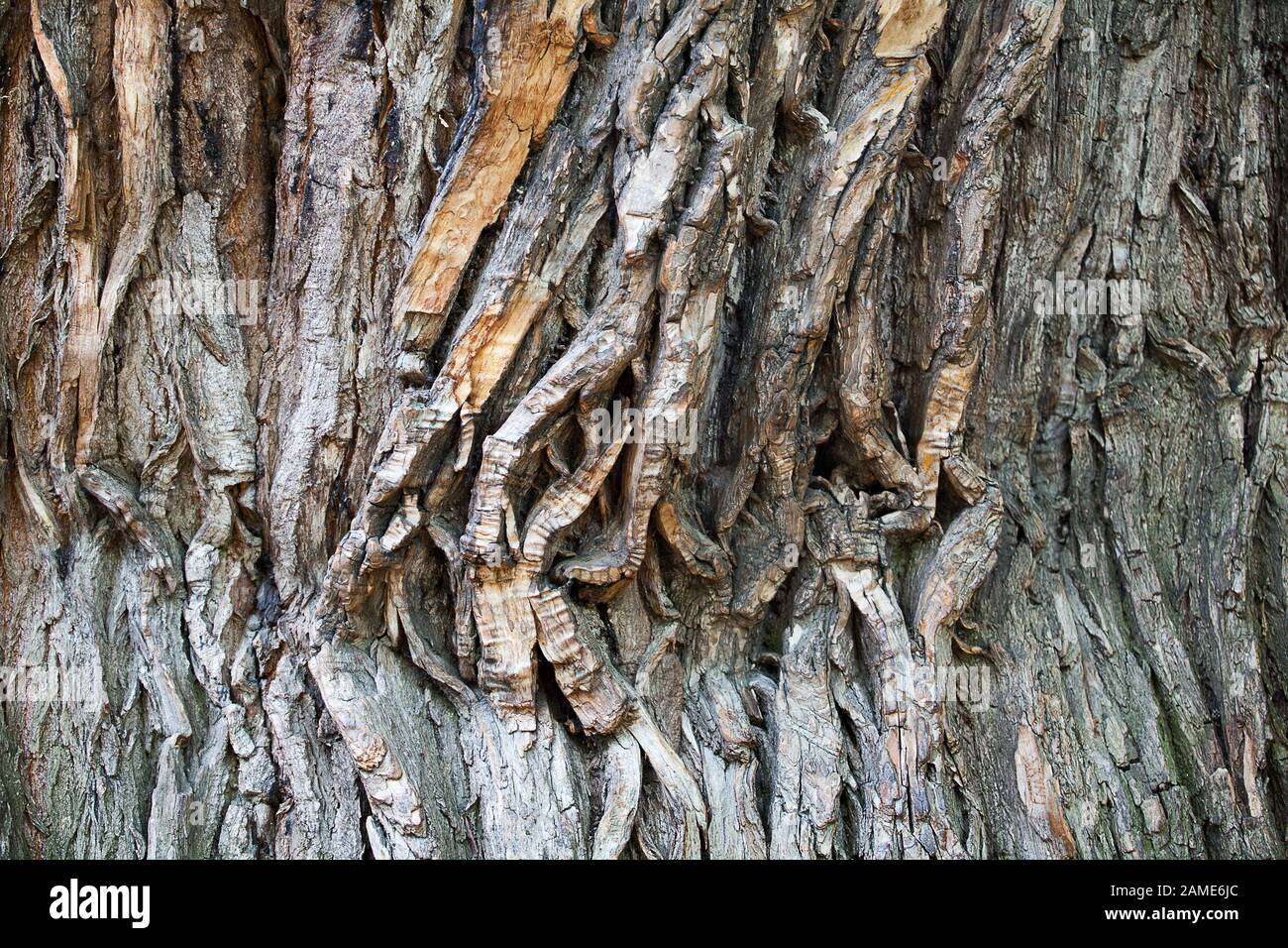 Tree bark texture close up, oak trunk macro, oaken crust surface ...