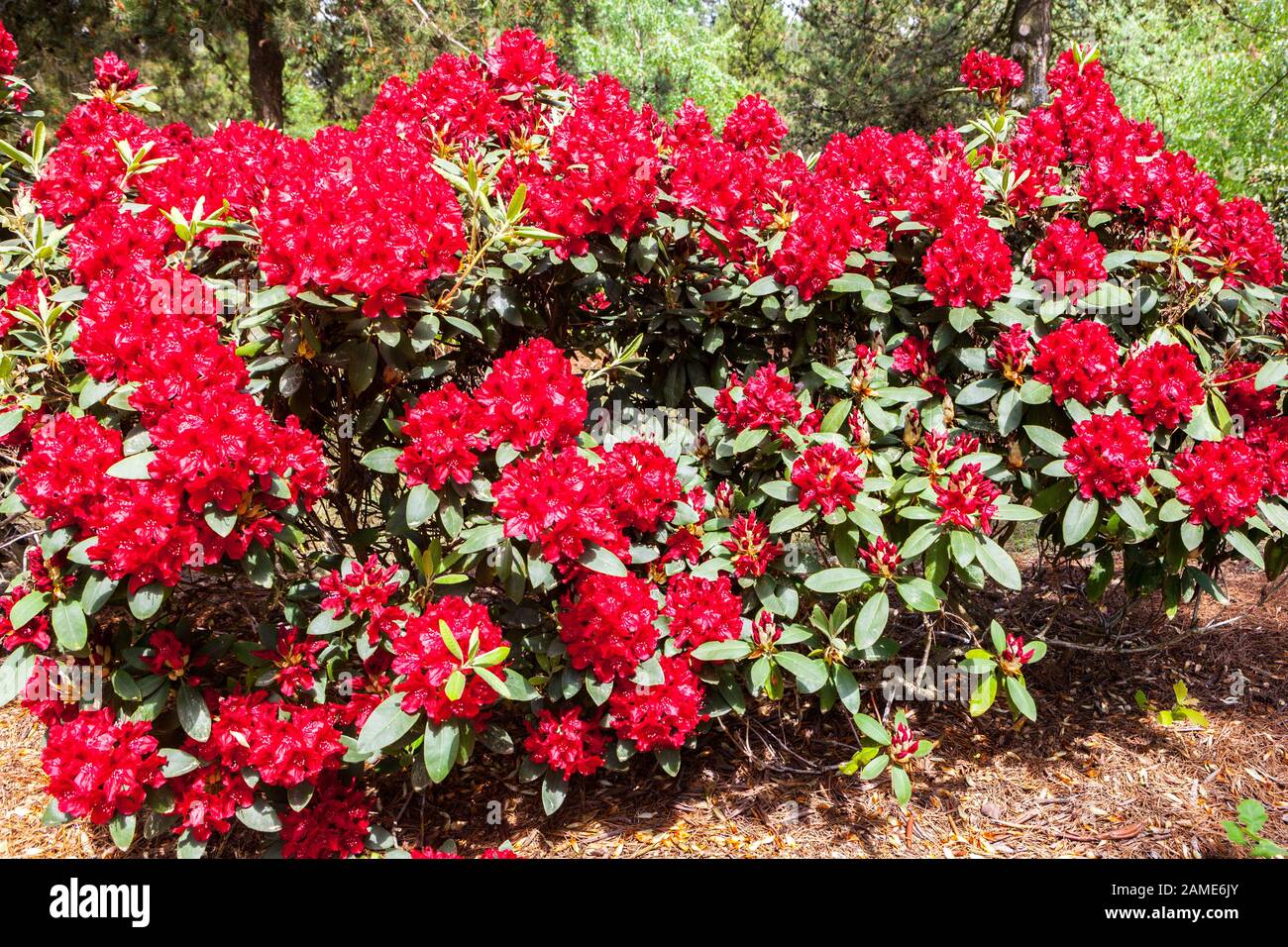 Red rhododendron Blossoming shrubs Stock Photo - Alamy