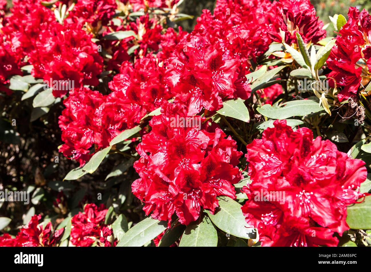 Red rhododendron "Erato" Red flowers Flowering shrubs Garden Border ...