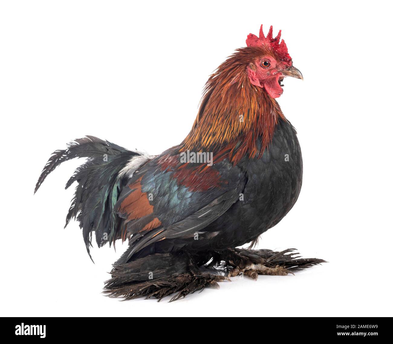 Booted Bantam in front of white background Stock Photo - Alamy