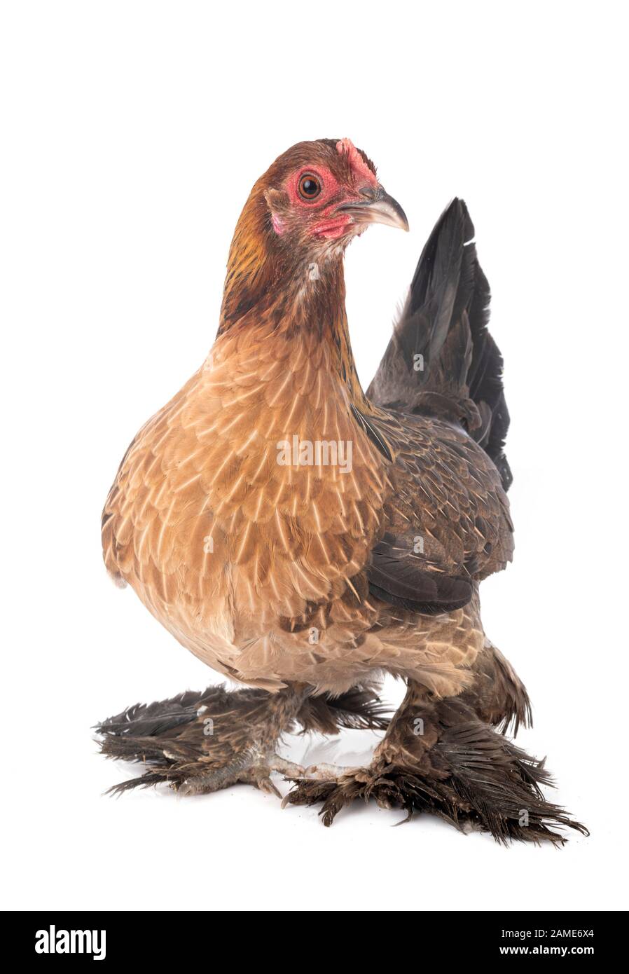 Booted Bantam in front of white background Stock Photo - Alamy