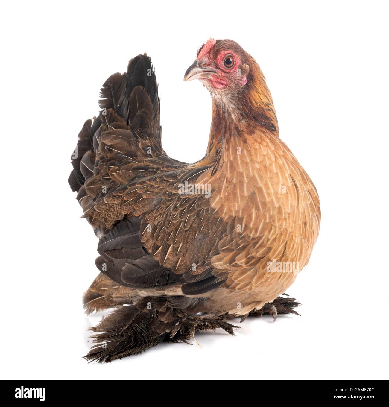 Booted Bantam in front of white background Stock Photo - Alamy