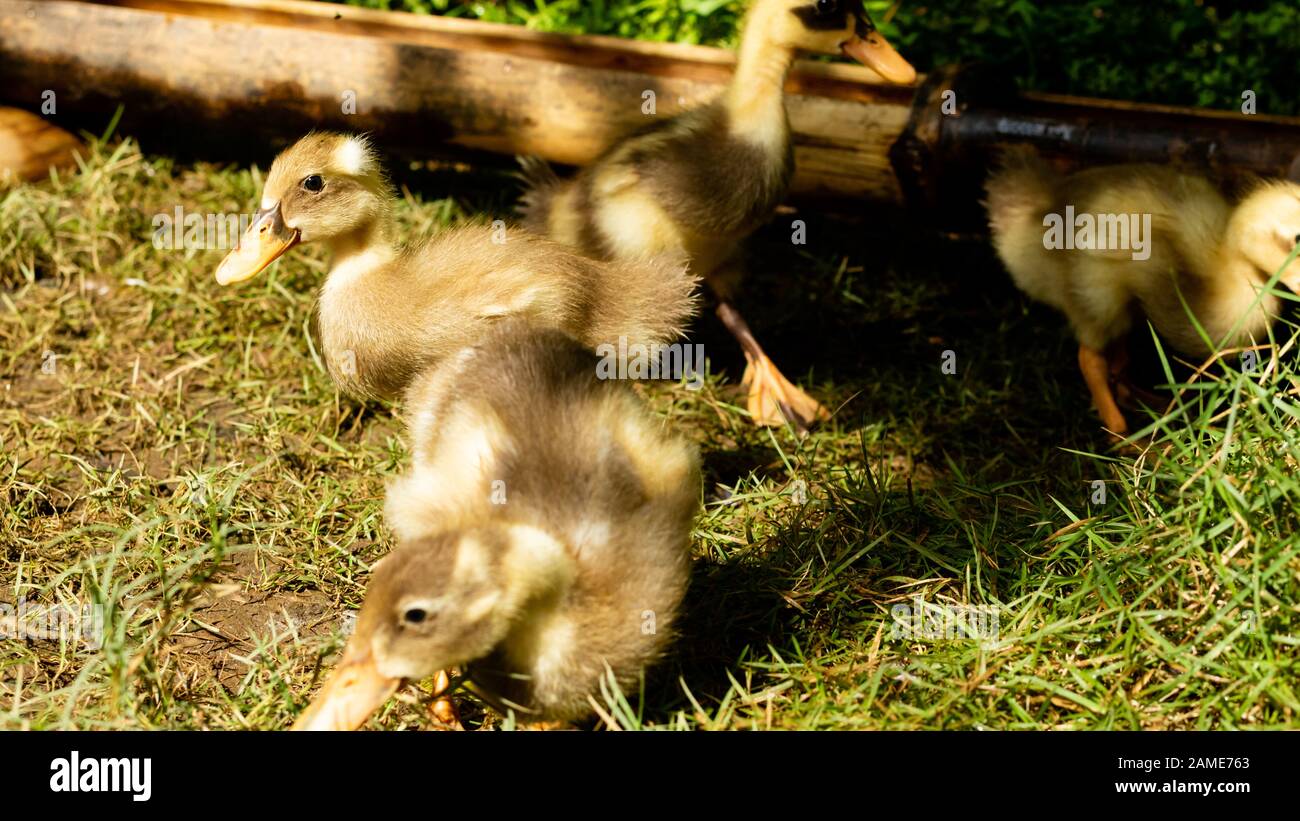 Ducklings walking hi-res stock photography and images - Alamy