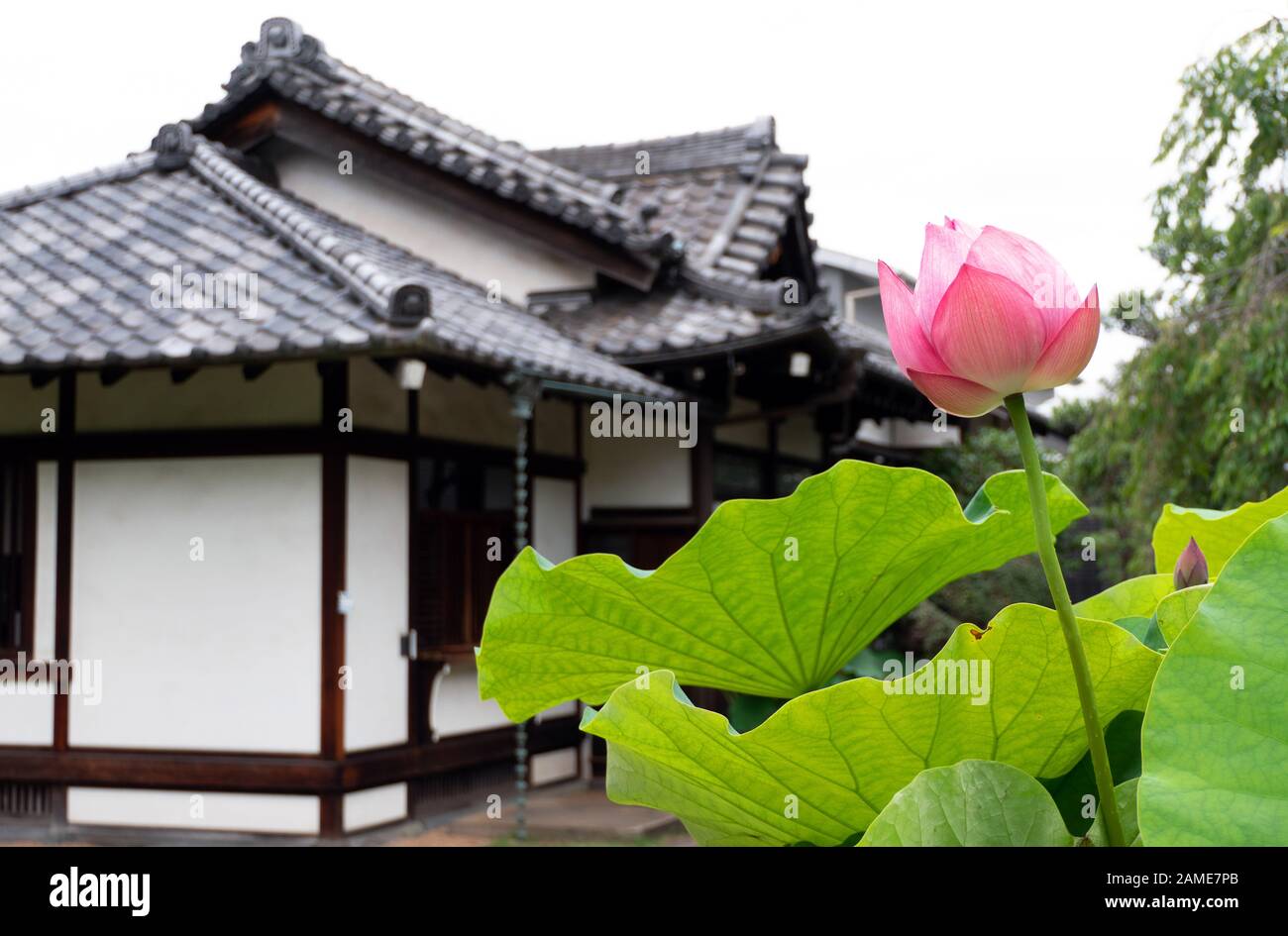 Tenno ji temple hi-res stock photography and images - Alamy