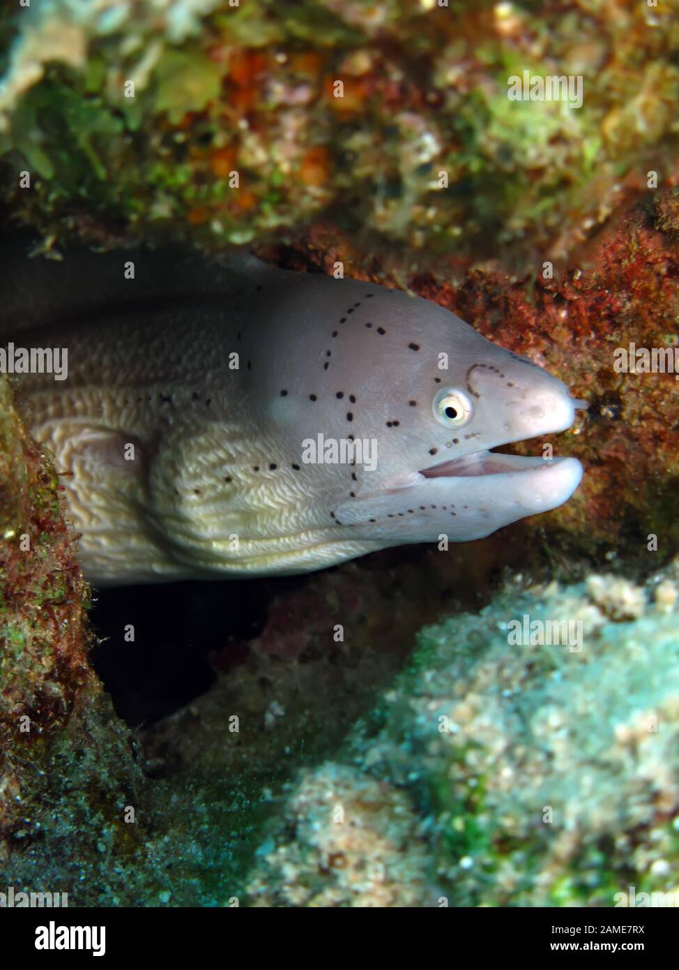 Pepper moray eel hi-res stock photography and images - Alamy