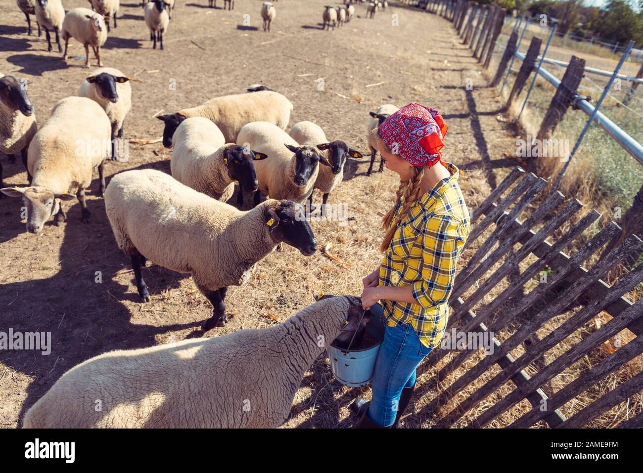 Sheep famer hi-res stock photography and images - Alamy