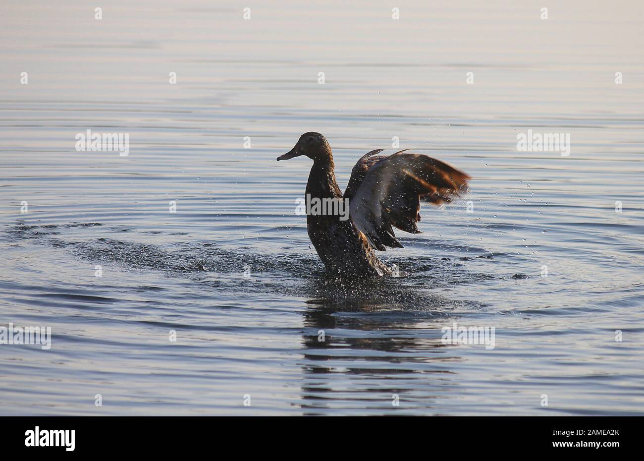 a duck washing itself in the lake Stock Photo - Alamy