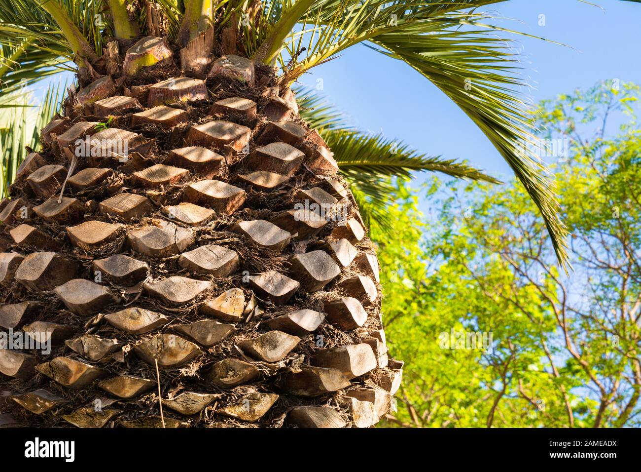 Closeup of big palm tree. Majorca, Spain Stock Photo - Alamy
