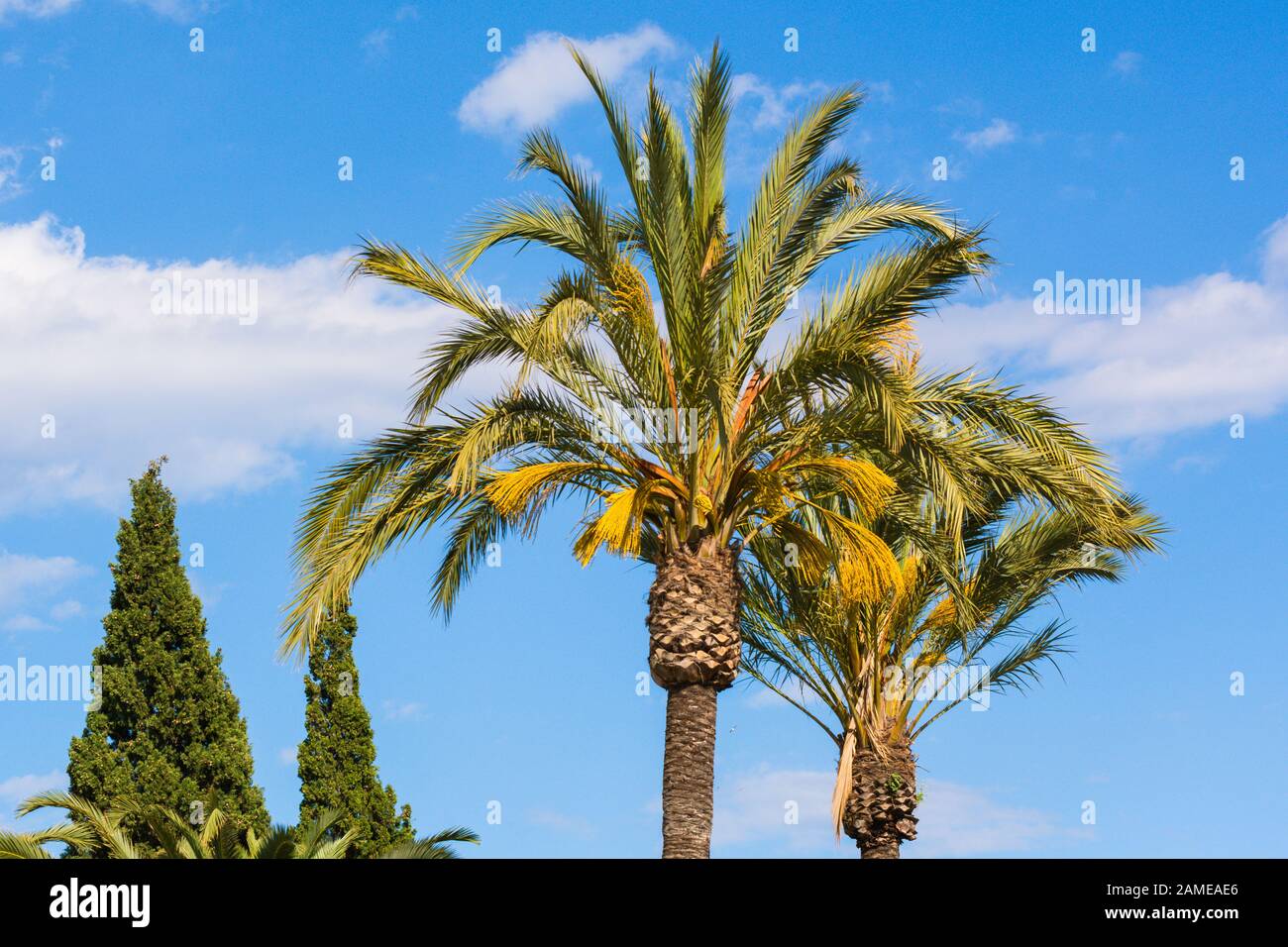 Beach entrance wall tree palm hi-res stock photography and images - Alamy