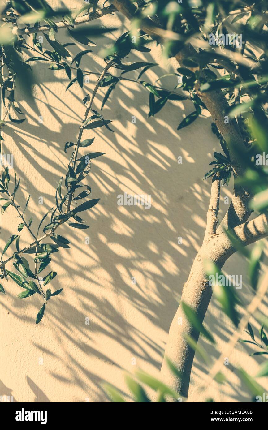 Mediterranean nature, botanical background and summertime concept ...