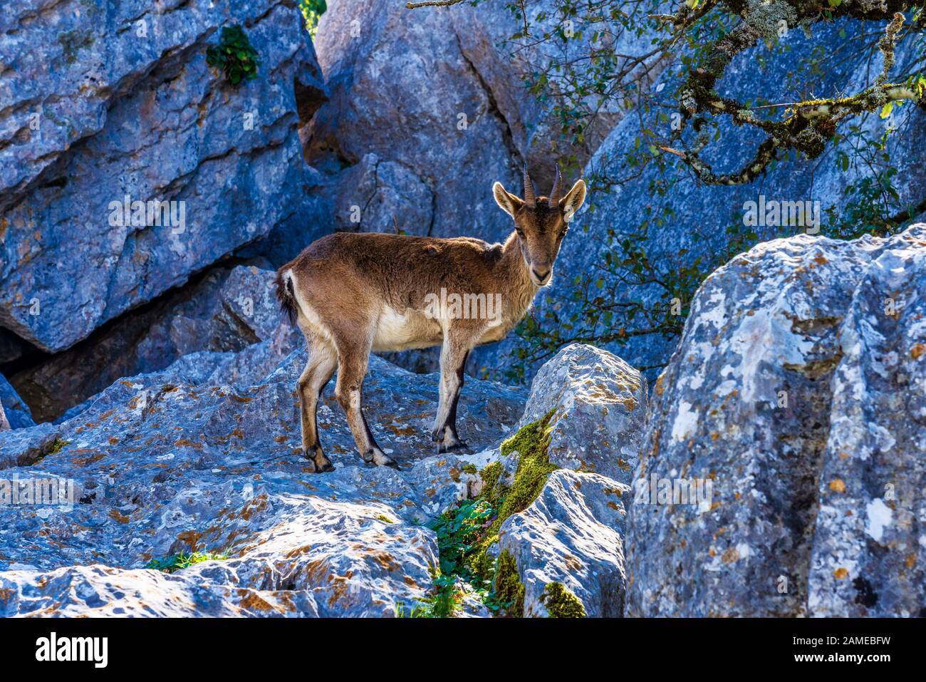 Spanish Ibex, Capra pyrenaica in Torcal de Antequera National Park ...