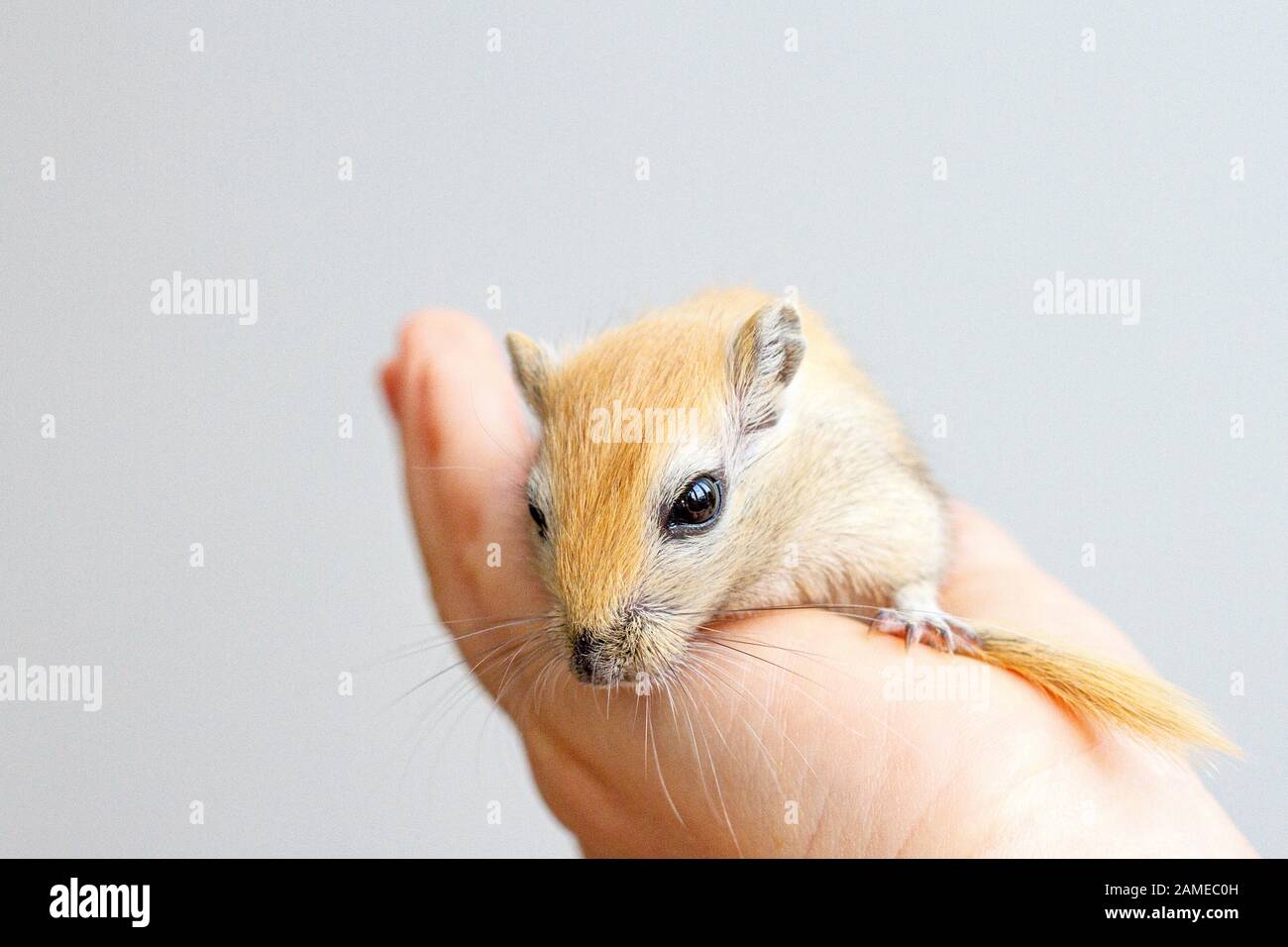Mongolian gerbil hi-res stock photography and images - Alamy