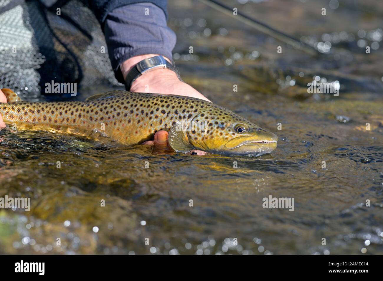 Taking a beautiful brown trout with a fly Stock Photo - Alamy