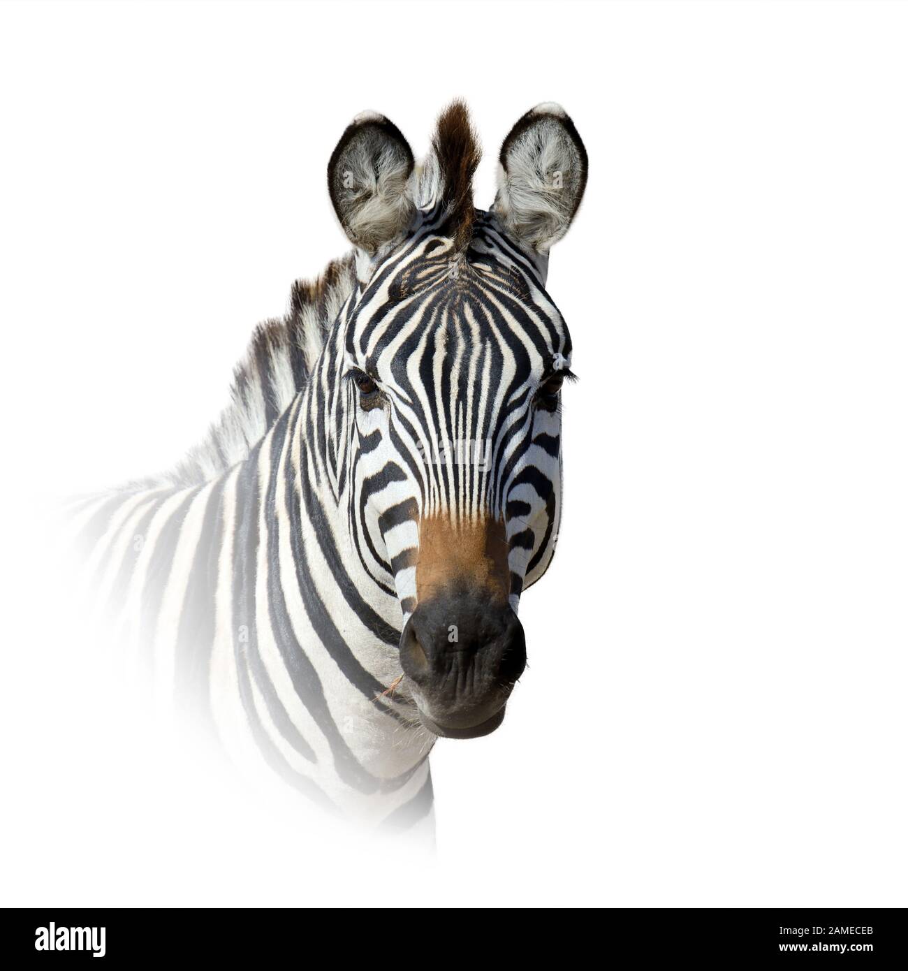 Isolated african animal hi-res stock photography and images - Alamy